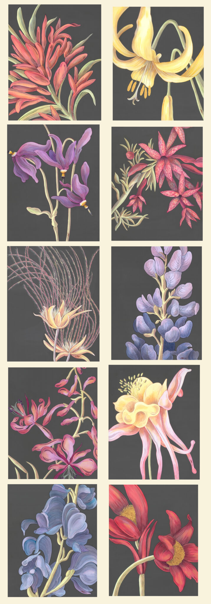"Shooting Star" purple flower painting - Allison Cosmos